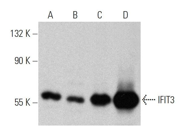 IFIT3 Antibody (B-7) | SCBT - Santa Cruz Biotechnology