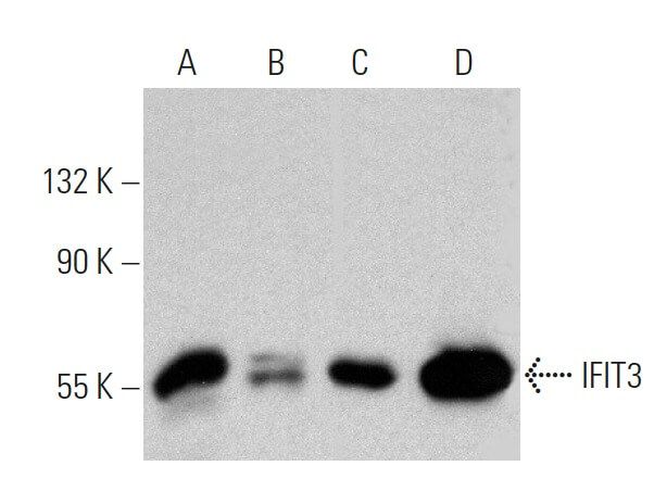 IFIT3 Antibody (E-10) | SCBT - Santa Cruz Biotechnology