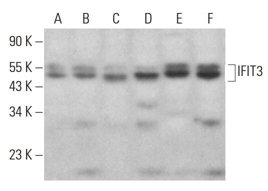 Anti-IFIT3 Antibody (E-10) | SCBT - Santa Cruz Biotechnology