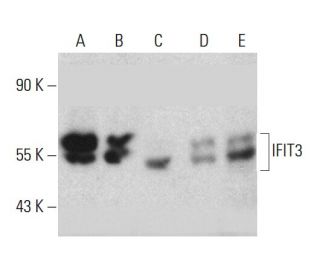 Anti-IFIT3 Antibody (E-10) | SCBT - Santa Cruz Biotechnology