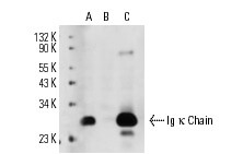 Anti-Ig κ chain Antibody (L1C1) | SCBT - Santa Cruz Biotechnology