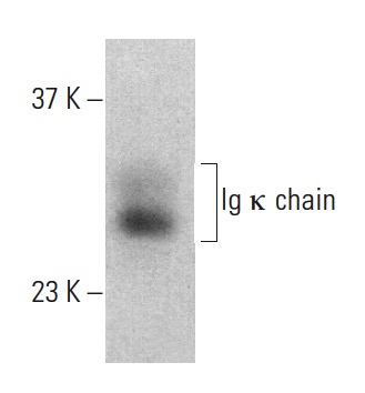 Anti-Ig κ chain Antibody (L1C1) | SCBT - Santa Cruz Biotechnology