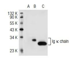 Ig κ chain Antibody (MEM-09) | SCBT - Santa Cruz Biotechnology