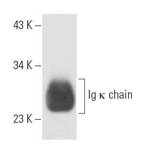 Ig κ chain Antibody (OX20) | SCBT - Santa Cruz Biotechnology
