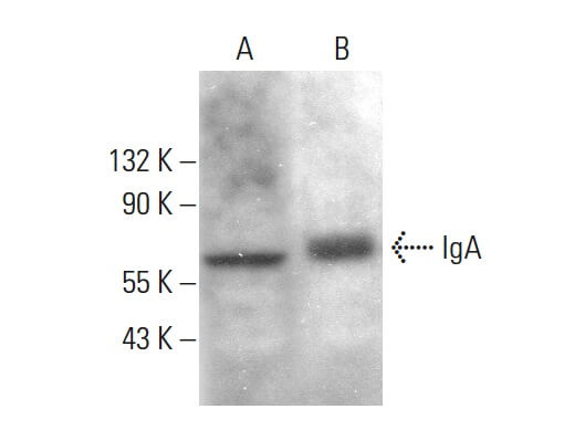 IgA Antibody (A-9) | SCBT - Santa Cruz Biotechnology