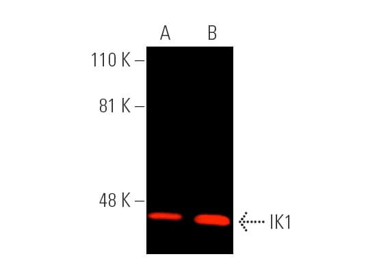 IK1 Antibody (D-5) | SCBT - Santa Cruz Biotechnology