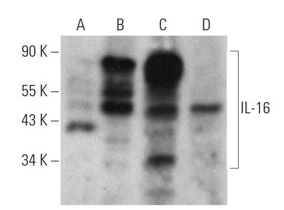 IL-16 Antibody (A-1) | SCBT - Santa Cruz Biotechnology