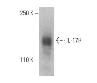 IL-17R Antibody (G-9) - Western Blotting - Image 400981