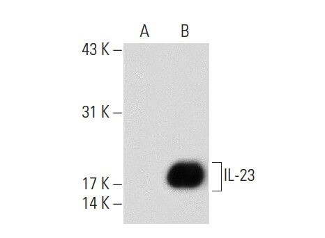 IL-23 Antibody (C-3) | SCBT - Santa Cruz Biotechnology