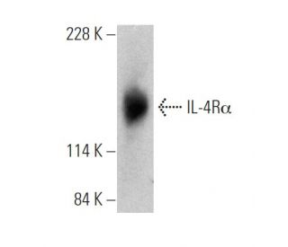 IL-4Rα Antibody (H-4) - Western Blotting - Image 370744