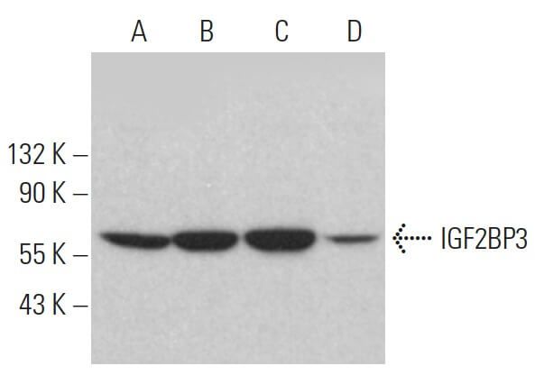 IMP-3 Antibody (N-19) | SCBT - Santa Cruz Biotechnology