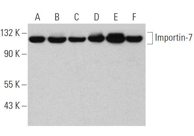 Importin-7抗体 (E-2) | SCBT - Santa Cruz Biotechnology