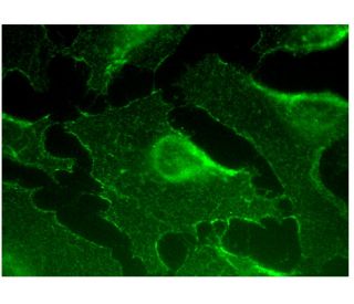 Inhibin β-B Antibody (H-8) - Immunofluorescence - Image 284692