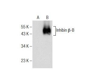 Inhibin β-B Antibody (H-8) - Western Blotting - Image 164113