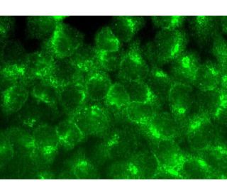 INSIG-1 Antibody (A-9) - Immunofluorescence - Image 370603