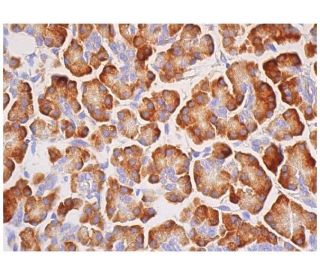 INSIG-1 Antibody (A-9) - Immunohistochemistry - Image 325001