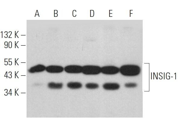 INSIG-1抗体 (A-9) | SCBT - Santa Cruz Biotechnology