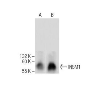 INSM1 Antibody (A-8) - Western Blotting - Image 284491