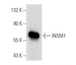 INSM1 Antibody (A-8) - Western Blotting - Image 357310
