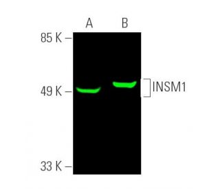 INSM1 Antibody (A-8) - Western Blotting - Image 390236