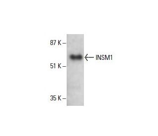 INSM1 Antibody (A-8) - Western Blotting - Image 395701