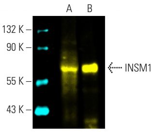 INSM1 Antibody (A-8) - Western Blotting - Image 401992