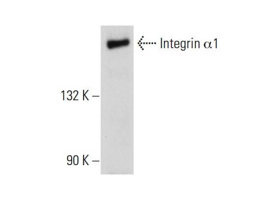 Integrin α1/ITGA1/CD49a抗体 (A-9) | SCBT - Santa Cruz Biotechnology