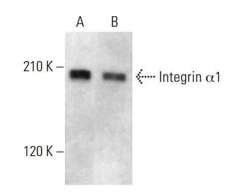 Integrin α1/ITGA1/CD49a抗体 (HM alpha 1) | SCBT - Santa Cruz Biotechnology
