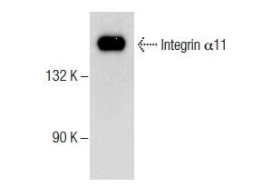 Integrin α11/ITGA11抗体 (F-5) | SCBT - Santa Cruz Biotechnology