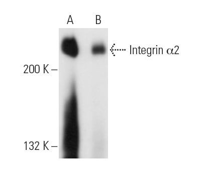 Integrin α2/ITGA2/CD49b 항체 (P1E6) | SCBT - Santa Cruz Biotechnology
