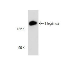 Integrin α3 Antibody (A-3) - Western Blotting - Image 149449