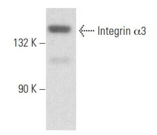 Integrin α3 Antibody (A-3) - Western Blotting - Image 355148