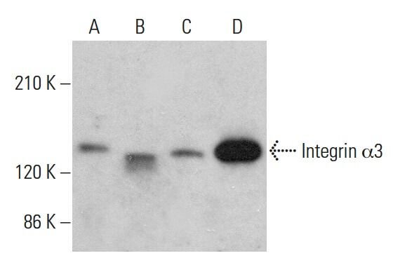 Integrin α3/ITGA3/CD49c抗体 (A-3) | SCBT - Santa Cruz Biotechnology