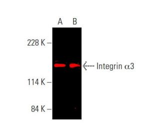 Integrin α3 Antibody (A-3) - Western Blotting - Image 378885