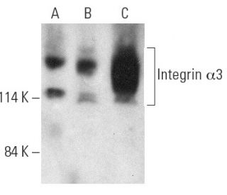 Integrin α3 Antibody (A-3) - Western Blotting - Image 389187