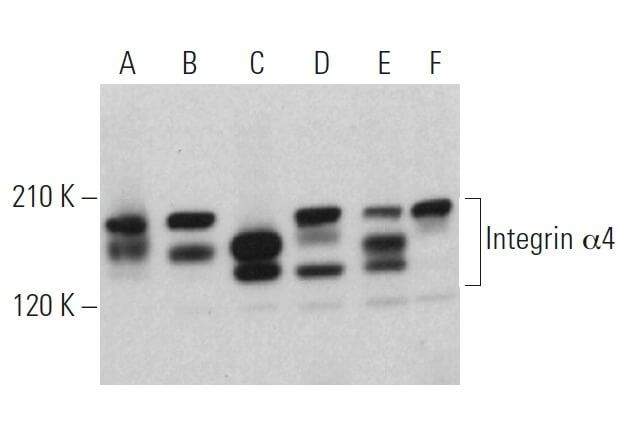 Integrin α4 Antibody (H-210) | SCBT - Santa Cruz Biotechnology