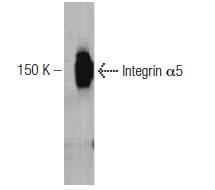 Integrin α5/ITGA5/CD49e Antibody (1) | SCBT - Santa Cruz Biotechnology
