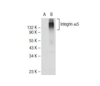 Integrin α5 Antibody (A-11) | SCBT - Santa Cruz Biotechnology
