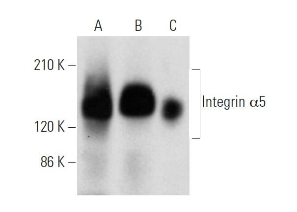 Integrin α5 Antibody (A-11) | SCBT - Santa Cruz Biotechnology