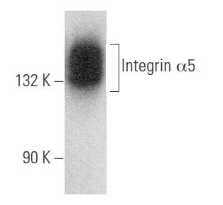 Integrin α5 Antibody (A-11) | SCBT - Santa Cruz Biotechnology