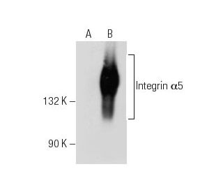 Integrin α5 Antibody (C-9) - Western Blotting - Image 154585