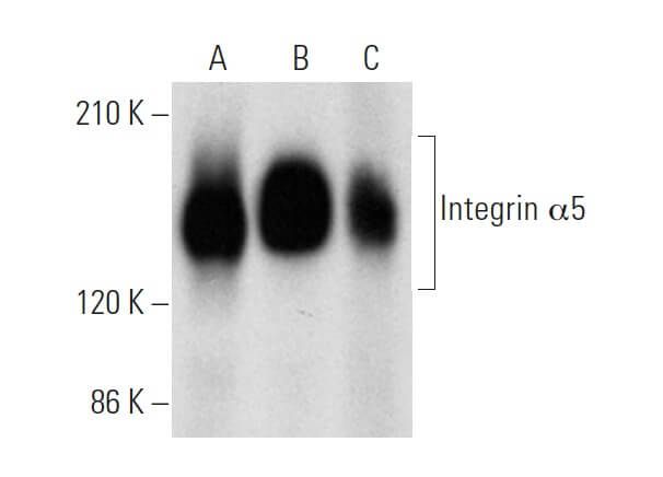 Integrin α5/ITGA5/CD49e抗体 (C-9) | SCBT - Santa Cruz Biotechnology