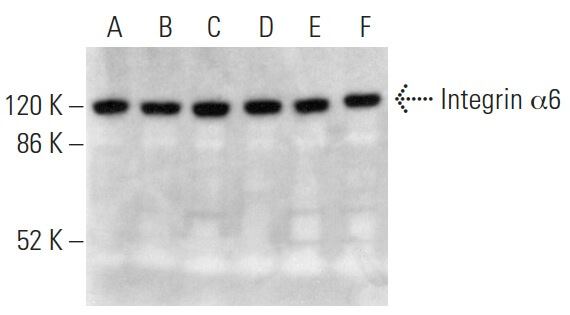 Integrin α6/ITGA6/CD49f Antibody (2Q959) | SCBT - Santa Cruz Biotechnology