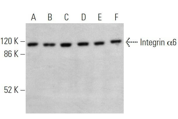 Integrin α6/ITGA6/CD49f Antibody (2Q959) | SCBT - Santa Cruz Biotechnology