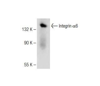 Integrin α6 Antibody (F-6) - Western Blotting - Image 147909