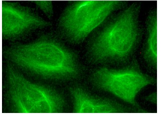 Integrin α6 Antibody (F-6) | SCBT - Santa Cruz Biotechnology