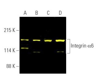 Integrin α6 Antibody (F-6) - Western Blotting - Image 391065