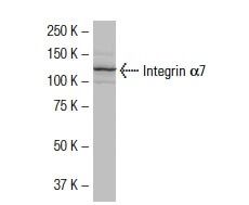 Integrin α7/ITGA7 Antibody (012-Z) | SCBT - Santa Cruz Biotechnology