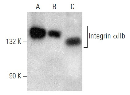 Anti-Integrin αIIb/ITGA2B/CD41 Antibody (B-9) | SCBT - Santa Cruz ...
