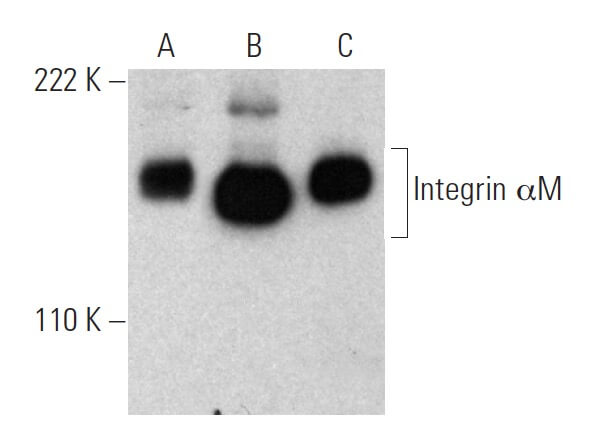 Integrin αM Antibody (A-8) | SCBT - Santa Cruz Biotechnology